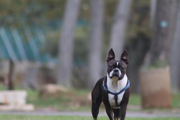 19 Couch-Potato Dog Breeds That Hate Long Walks - NewsBreak