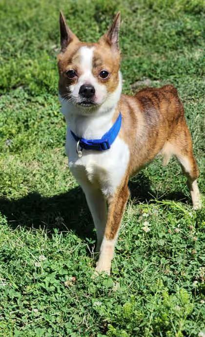 🐶 Dogs on Stray Hold and Future Adoptions in Pickens, SC - NewsBreak