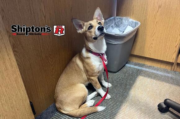 Stubby Legs, Sweet Spirit. ‘Vogue’ is Ready for Adoption in Billings ...