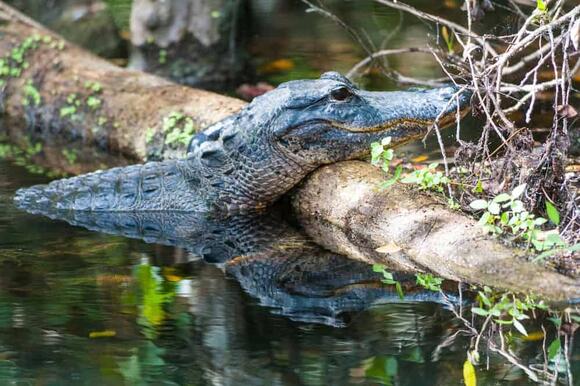 15 Alligator Behaviors That Make Them Apex Survivors - NewsBreak