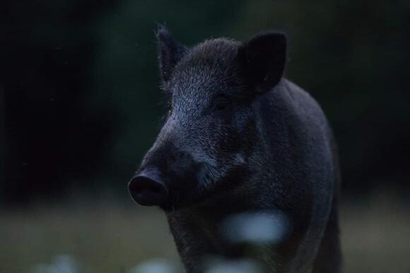 Feral Hogs in Arizona: Where Do They Roam and Are They Dangerous ...