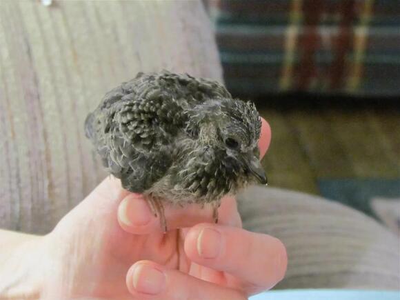 Why You Should Never Rescue a Baby Bird (Unless You Know What You’re ...