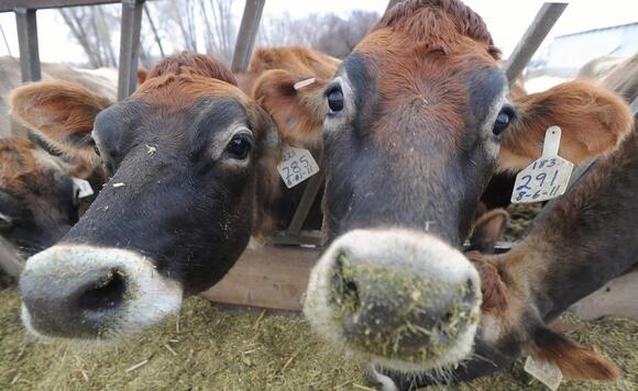 Ranchers left with dead cattle, orphaned calves as wave of livestock ...