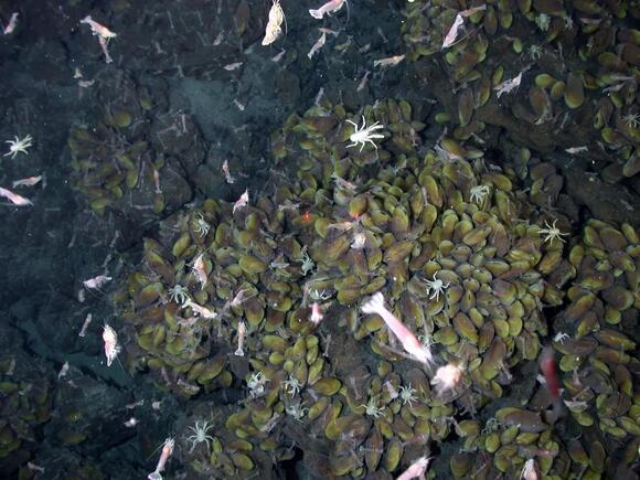Deep Sea Vents: Thriving Ecosystems in Earth’s Harshest Environments ...