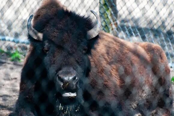 The Animal Your Zodiac Sign Becomes When It Feels Threatened - NewsBreak