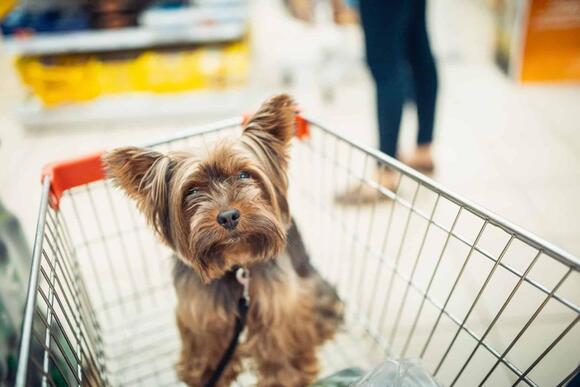 Are Dogs Allowed In Menards? - NewsBreak