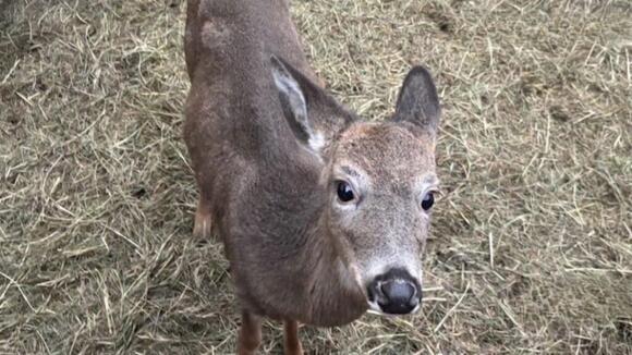 Animal sanctuary ‘Cloa’s Ark’ owner lawyers up after 300 animals seized ...