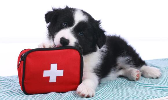 Border Collie Pregnancy: Gestation Period, Weekly Milestones, and Care ...
