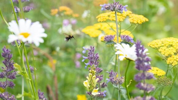 April Is the Ideal Month to Sow These 7 Native Wildflowers for a ...