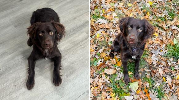 Smart, Goofy, & Ready for Love: This Boykin Spaniel Mix Awaits His ...
