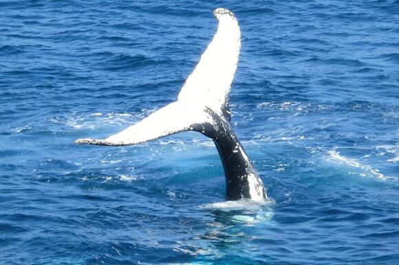 The Science Behind Orca Dialects and Family Bonds - NewsBreak