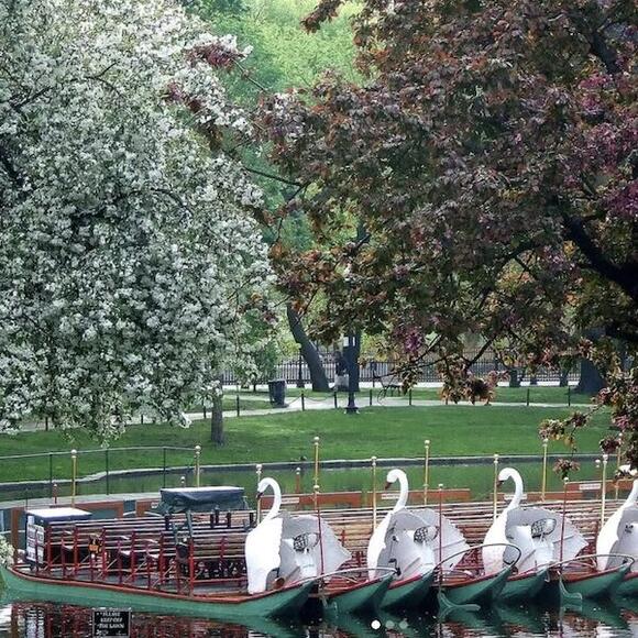 The Return of the Swan Boats for the 2026 Season - NewsBreak