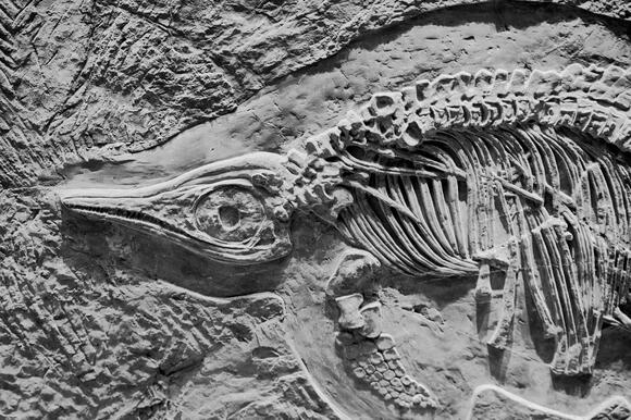 What Lies Beneath: The Next Big Paleontological Discovery? - NewsBreak