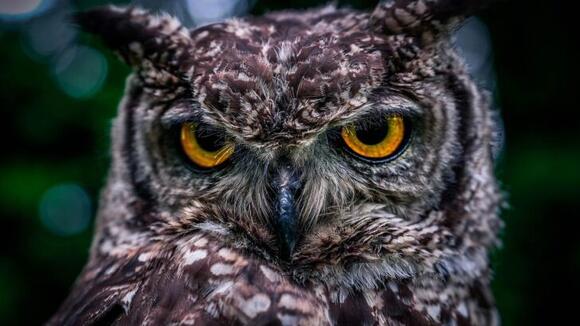 What It Means When an Owl Appears Near Your House Repeatedly - NewsBreak