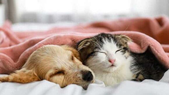 Top 10 Emotional Support Animals - NewsBreak