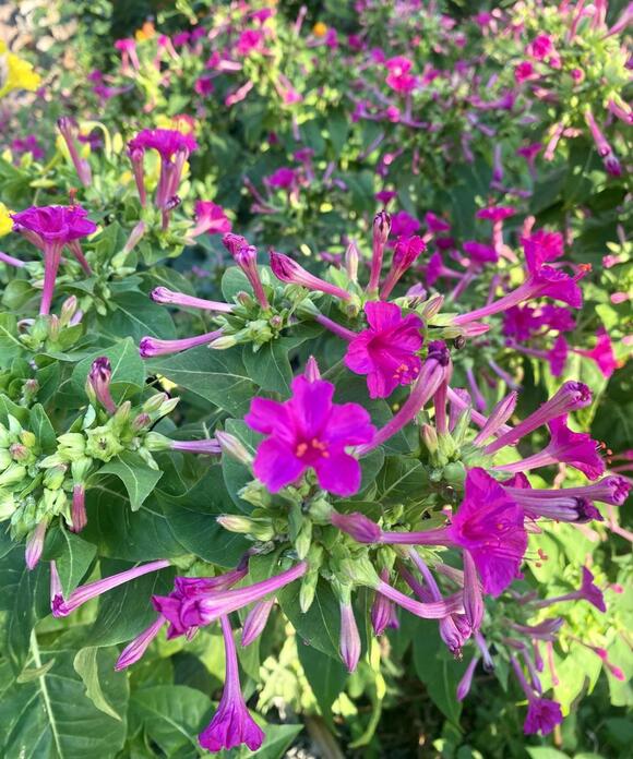 How to grow four o'clock plants – for spectacular, sweet-smelling ...