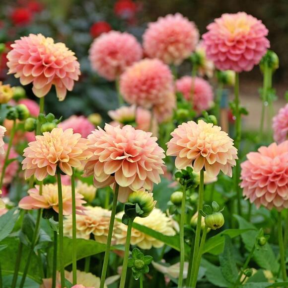 These 5 Trending Flower Varieties Are Set to Be Big News in 2026 ...