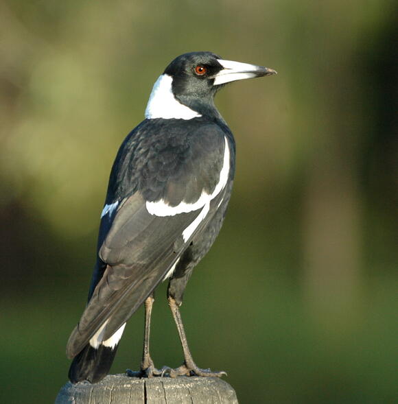 Why Australian Magpies Are Brilliant, Vengeful, and Kind of Petty ...