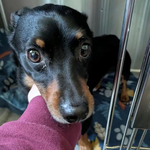 🐶 Playful, Gentle & Loyal Dogs Ready for Adoption in Matteson - NewsBreak