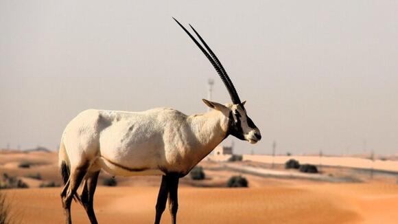 These 7 Animals Are Defying Extinction, Offering Hope for Tomorrow ...