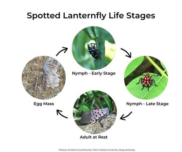 🌳 How to Spot and Stop Tree-Damaging Insects in Montgomery County ...
