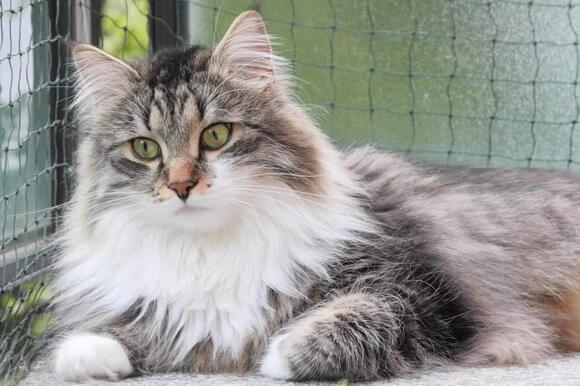 Meet 10 Cat Breeds That Make Great Home Guardians - NewsBreak