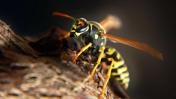 8 Stinging Insects Found in Iowa (With Safety Tips) - NewsBreak