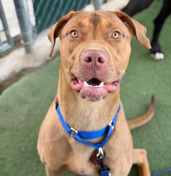 🐶 Playful & Loyal Dogs Ready for Adoption in Fruit Heights - NewsBreak