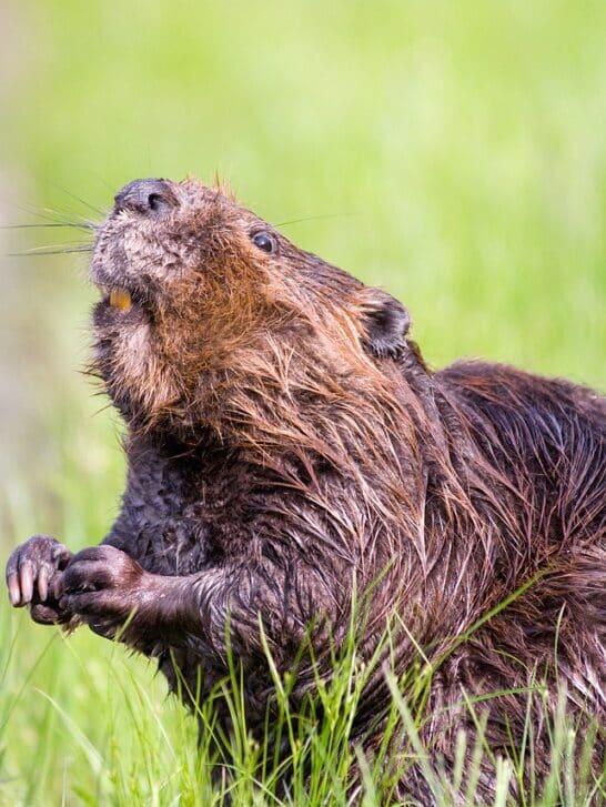 Beavers – Everything You Need To Know - NewsBreak