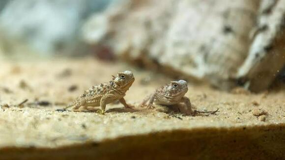 Baby Horned Lizards Are Born at Tyler’s Caldwell Zoo - NewsBreak