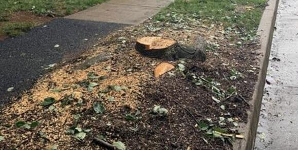 Maryland suburb outraged after Cherry Blossom trees cut down - NewsBreak