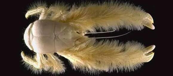 12 Critters That Thrive in the Most Extreme Environments on Earth ...