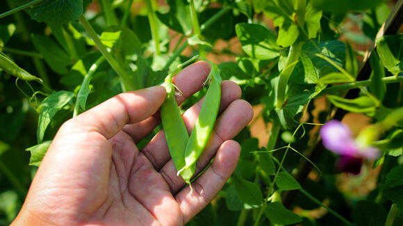 How To Grow Peas Indoors For A Thriving Vegetable Through Winter ...