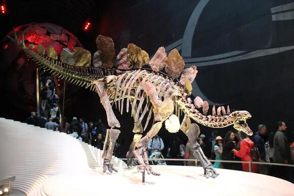 Paleontologists Just Uncovered The Most Complete Stegosaurus Skeleton ...