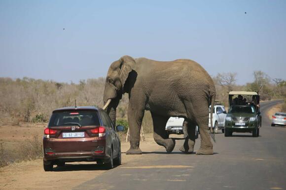 21 Reasons Why You Should Keep Your Distance from Wild Animals - NewsBreak