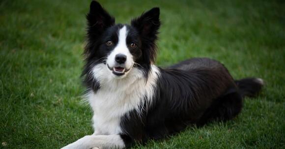 Collie vs Border Collie: What Are 8 Key Differences? - NewsBreak