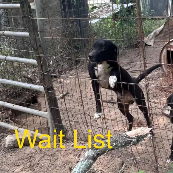 🐶 Playful, Loyal & Loving Dogs Ready for Adoption in Livingston - NewsBreak