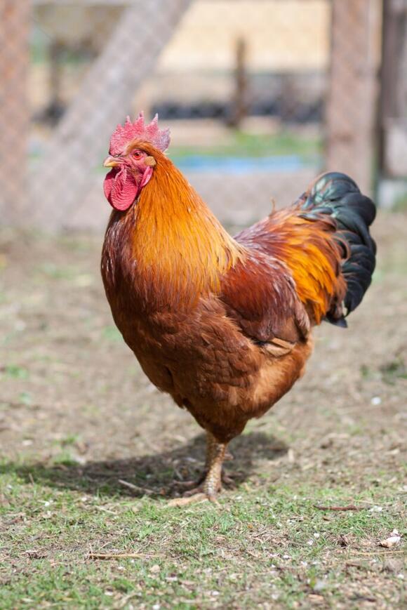 Discover 8 Animals that Represent and Are Associated With the Sun ...