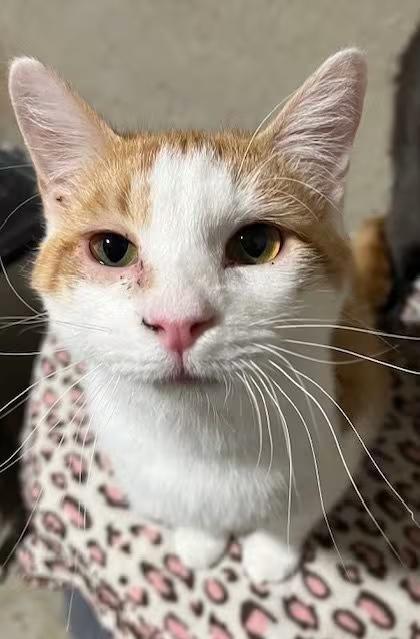 🐱 Gentle, Playful & Loving Cats Ready for Adoption in O’Fallon - NewsBreak