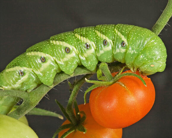 What Your Tomatoes Need in June – 5 Quick Tasks for Better Plants ...