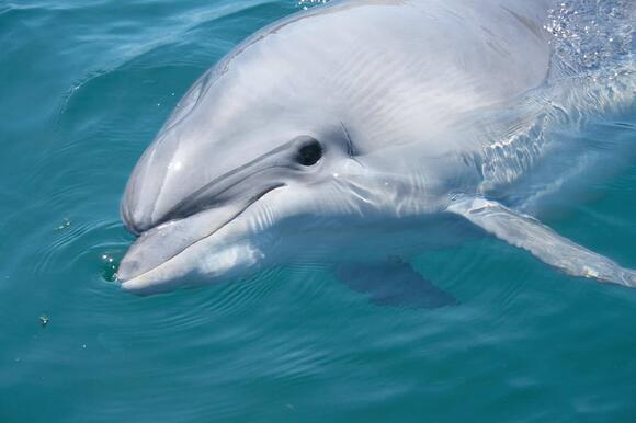 Why the Dolphin is Considered a Spirit Animal of Joy and Freedom ...