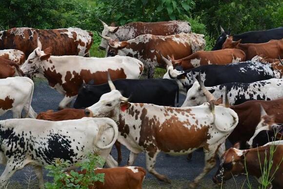 Watch As A Cow Jumps Onto A Roof - NewsBreak