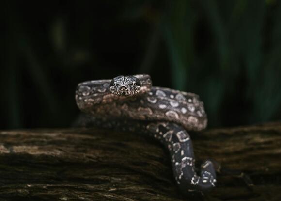 20 Countries with the Most Dangerous Reptiles - NewsBreak