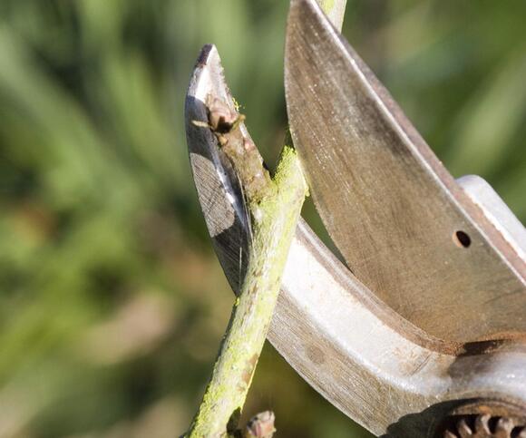 Pruning fruit trees in winter – 5 top trimming tips for healthy and ...