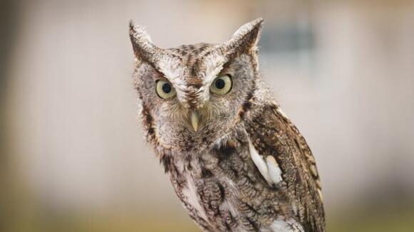 This Owl Sounds Like a Screaming Human - NewsBreak