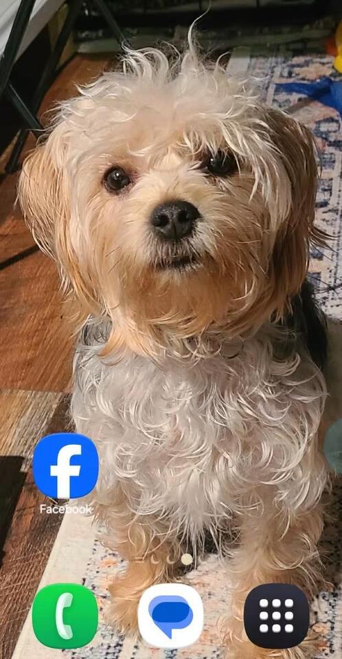 🐶 Playful, Gentle & Loyal Dogs Ready for Adoption in Asheville - NewsBreak