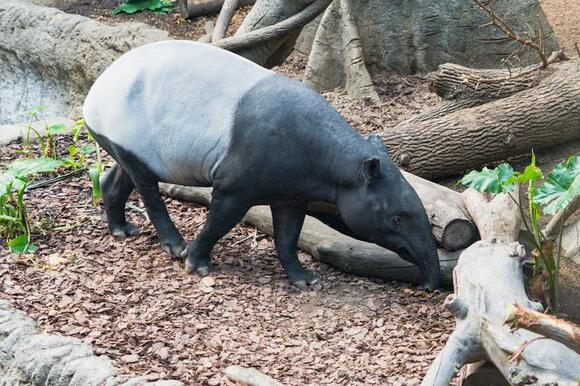 The Tapir Is Malaysia’s Strange, Snouted Unicorn — and It Needs Saving ...