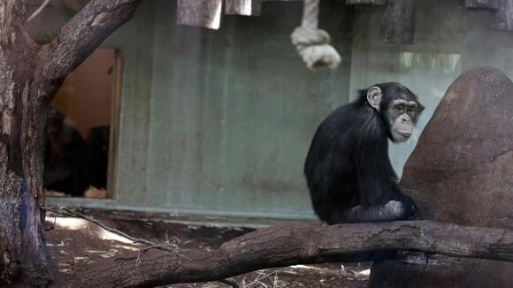 Zoo under fire after disturbing series of animal deaths: 'Some animals ...