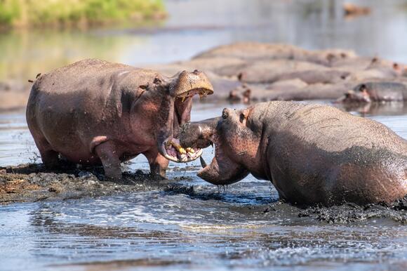 What Happens If You Shout at a Hippo? Rangers Explain Why It’s a ...