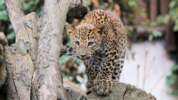 The 10 Most Terrifying Creatures Found in the Amazon Rainforest - NewsBreak